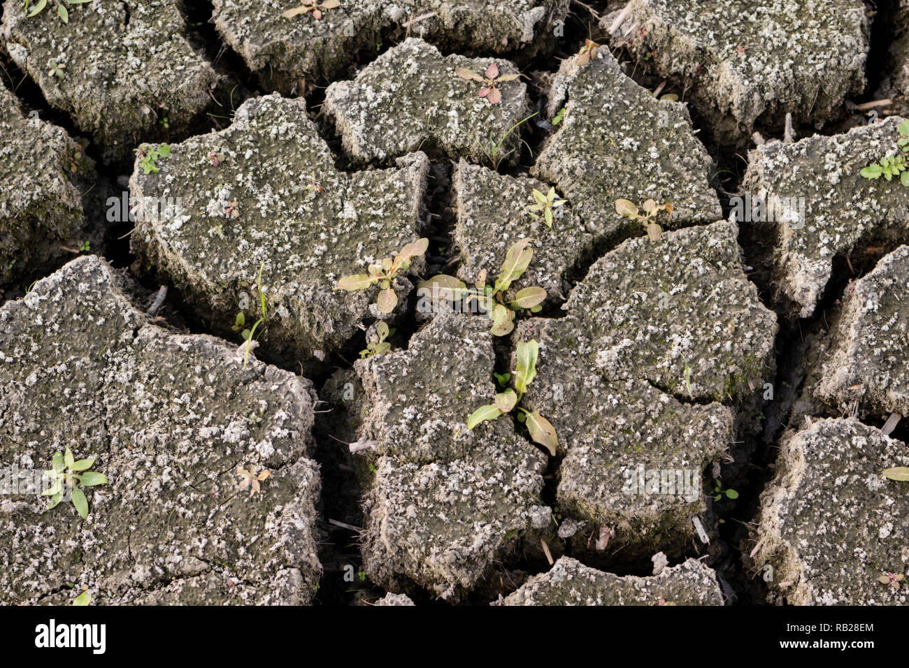 cracks in mud due to drought Stock Photo - Alamy