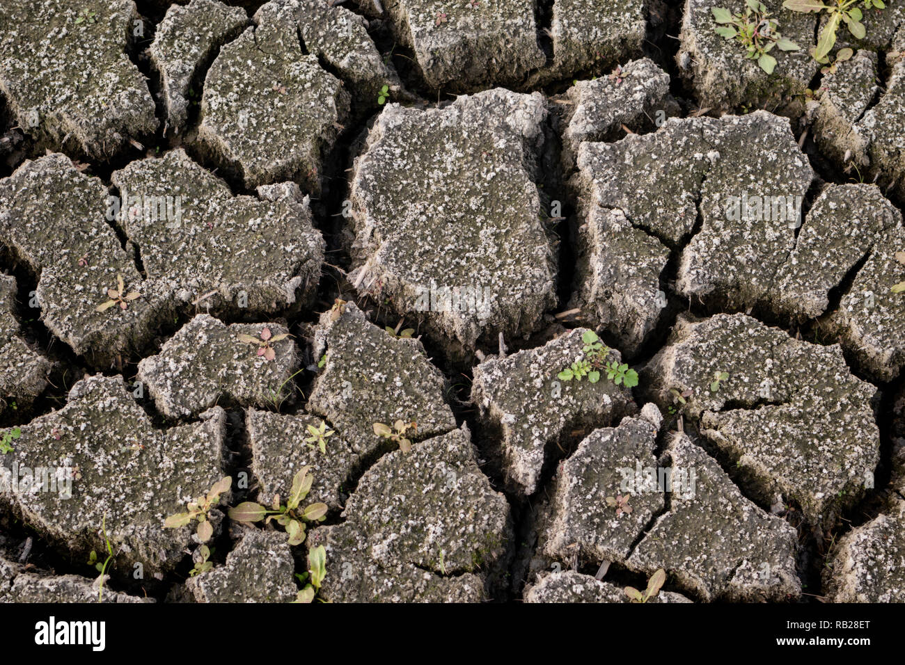cracks in mud due to drought Stock Photo - Alamy