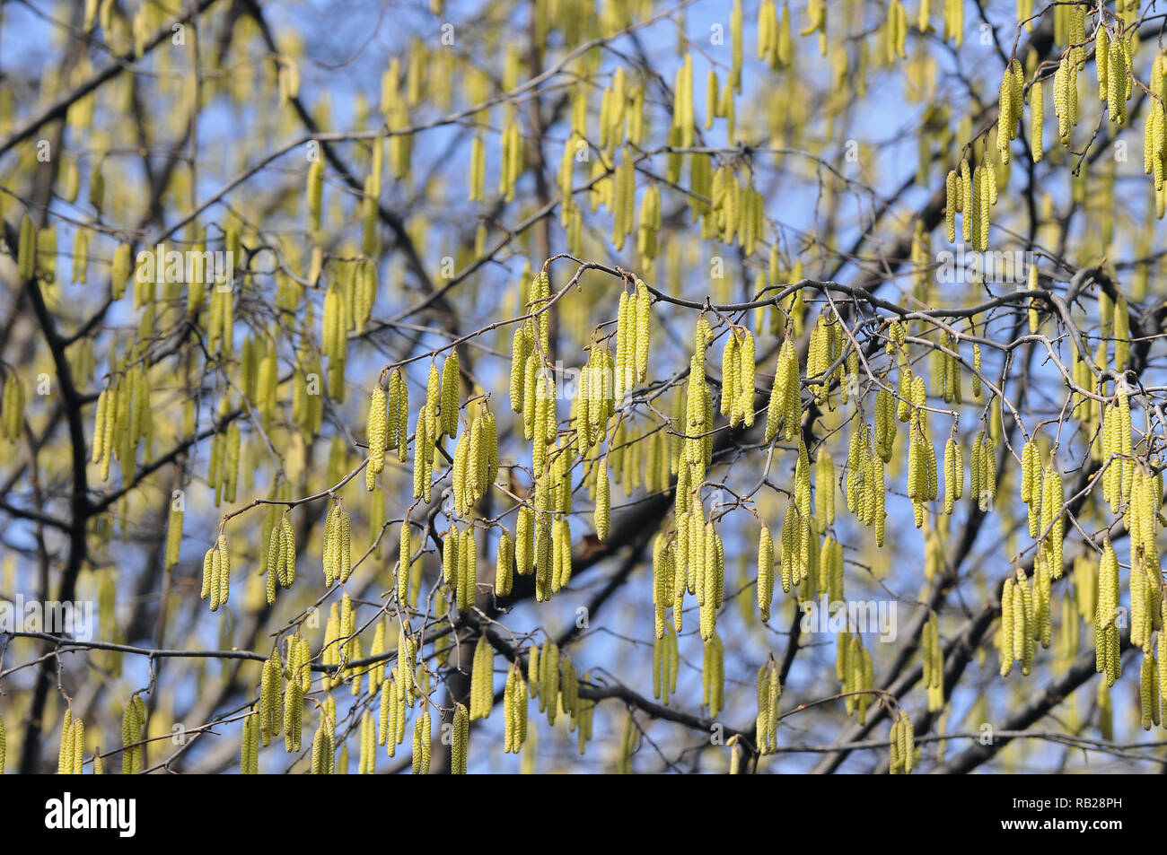common hazel, Gemeine Hasel, Noisetier, Corylus avellana, virágzó ...