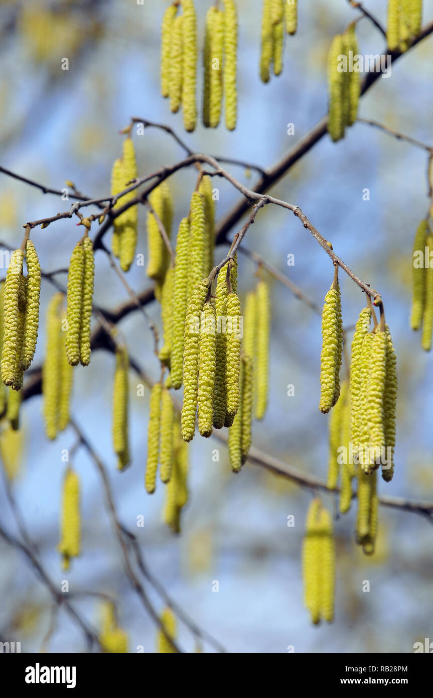 common hazel, Gemeine Hasel, Noisetier, Corylus avellana, virágzó ...