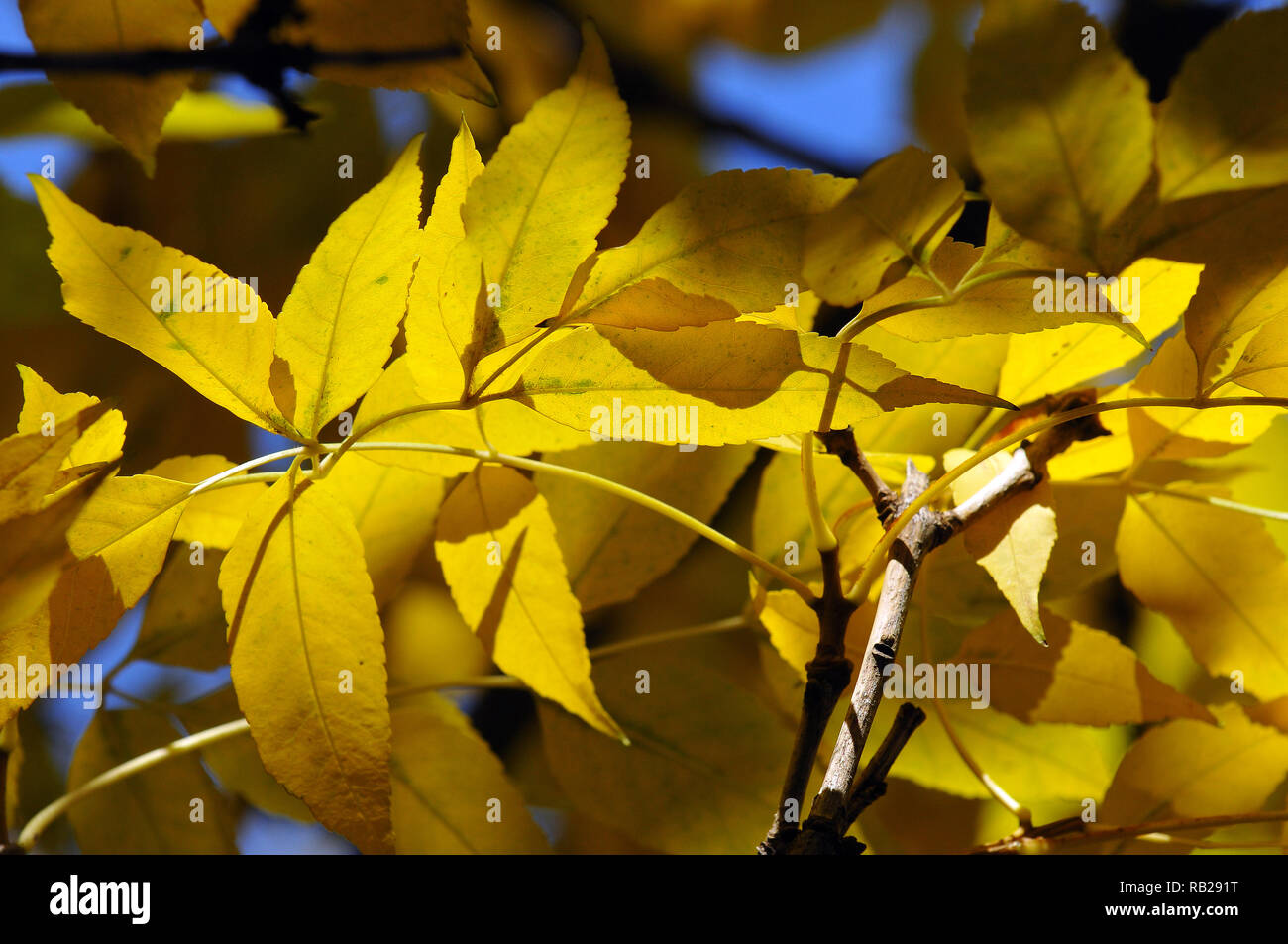 Yellow ash in autumn. Sárga kőris ősszel. Fraxinus excelsior Aurea ...