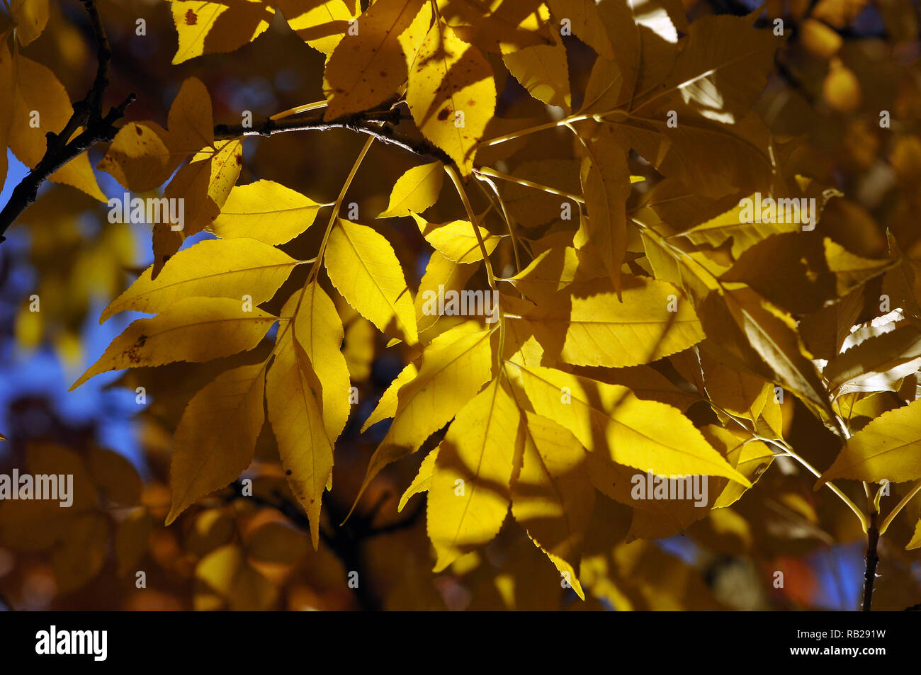 Yellow ash in autumn. Sárga kőris ősszel. Fraxinus excelsior Aurea ...