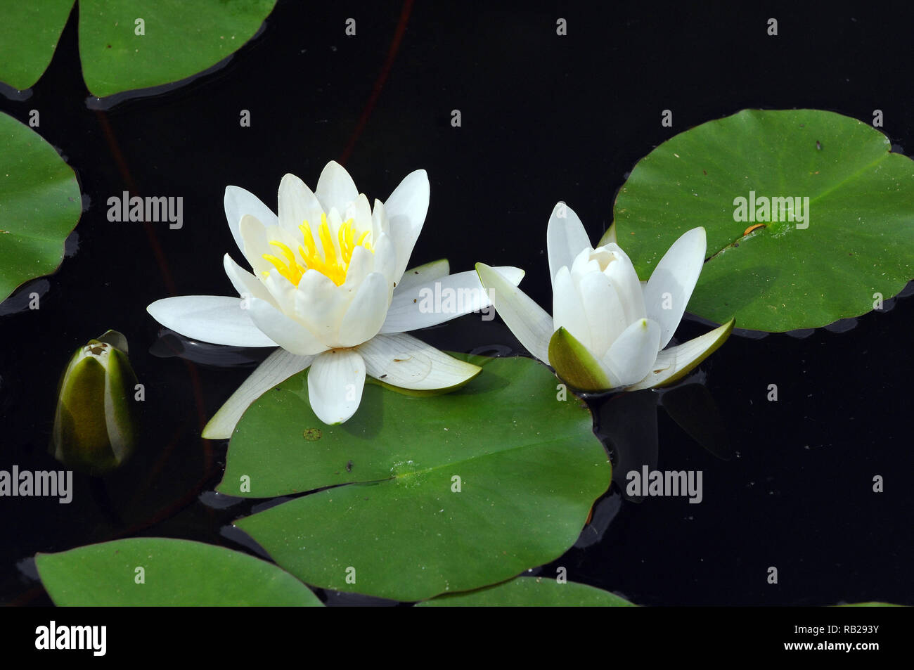 Feher tunderrozsa hi-res stock photography and images - Alamy