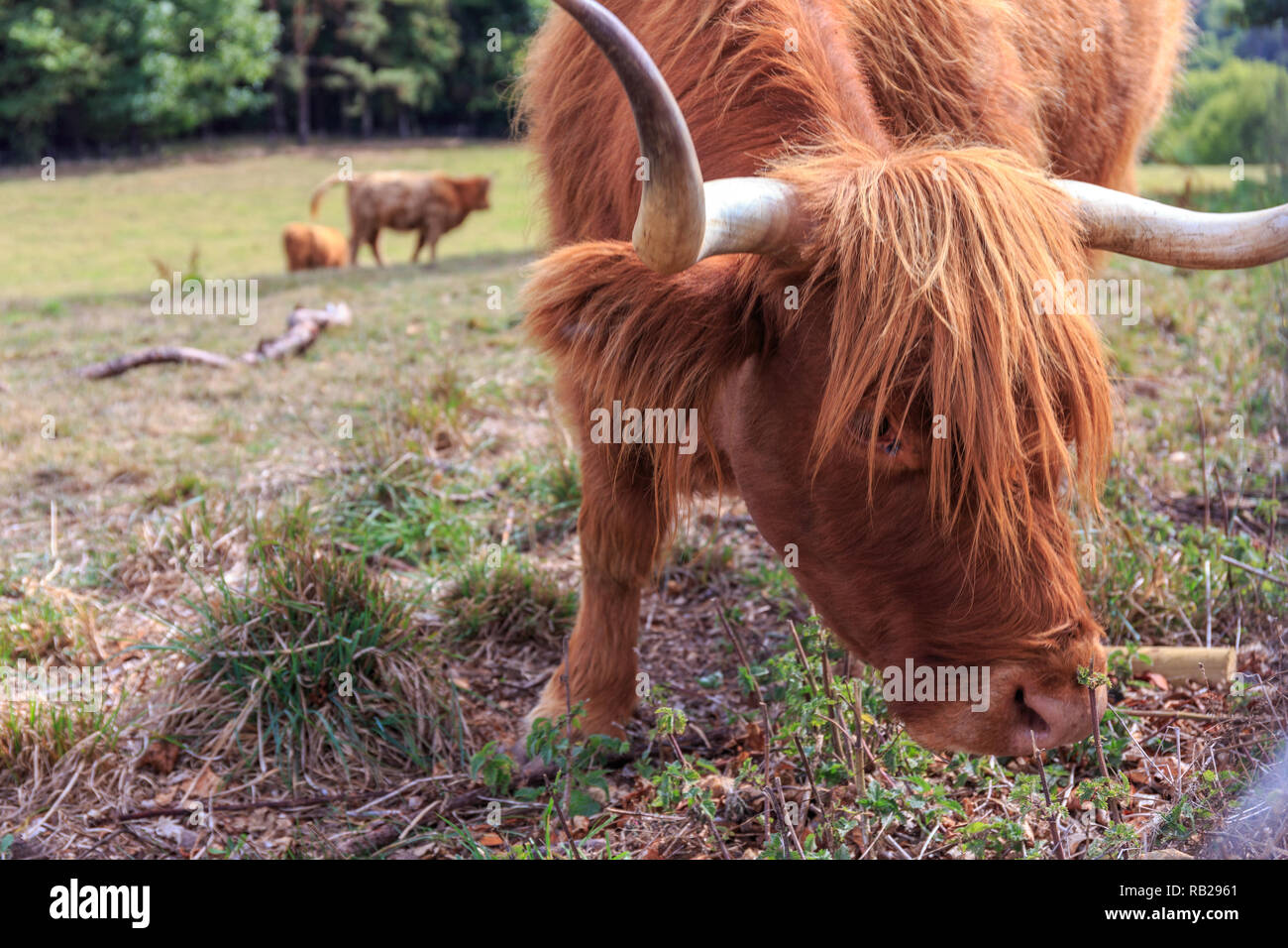 Red galloway cattle hi-res stock photography and images - Alamy
