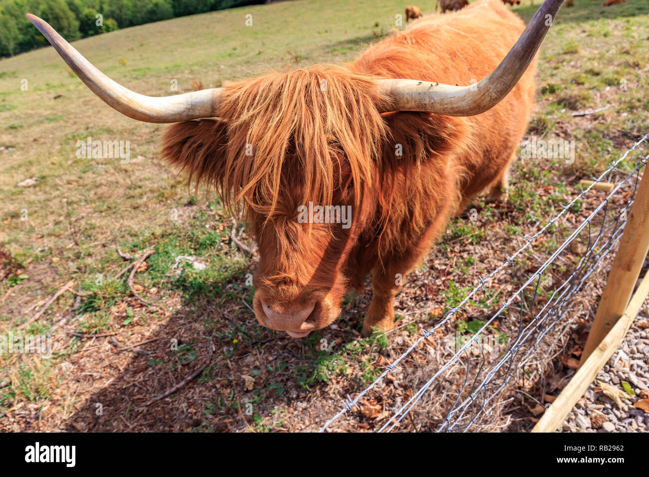 Closeup of shaggy Scottish Highland Cattle on a sunlit meadow Stock ...