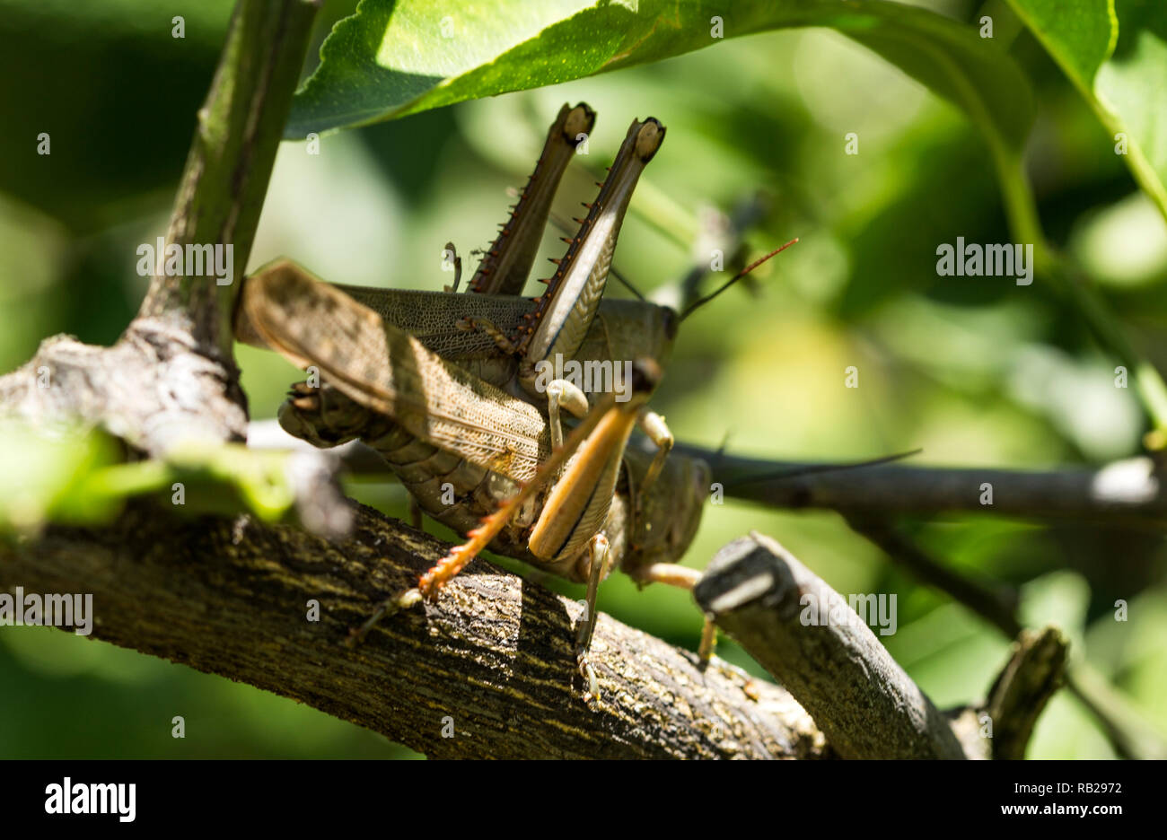 Hedge Grasshoppers, Valanga irregularis, in a mating position. The ...