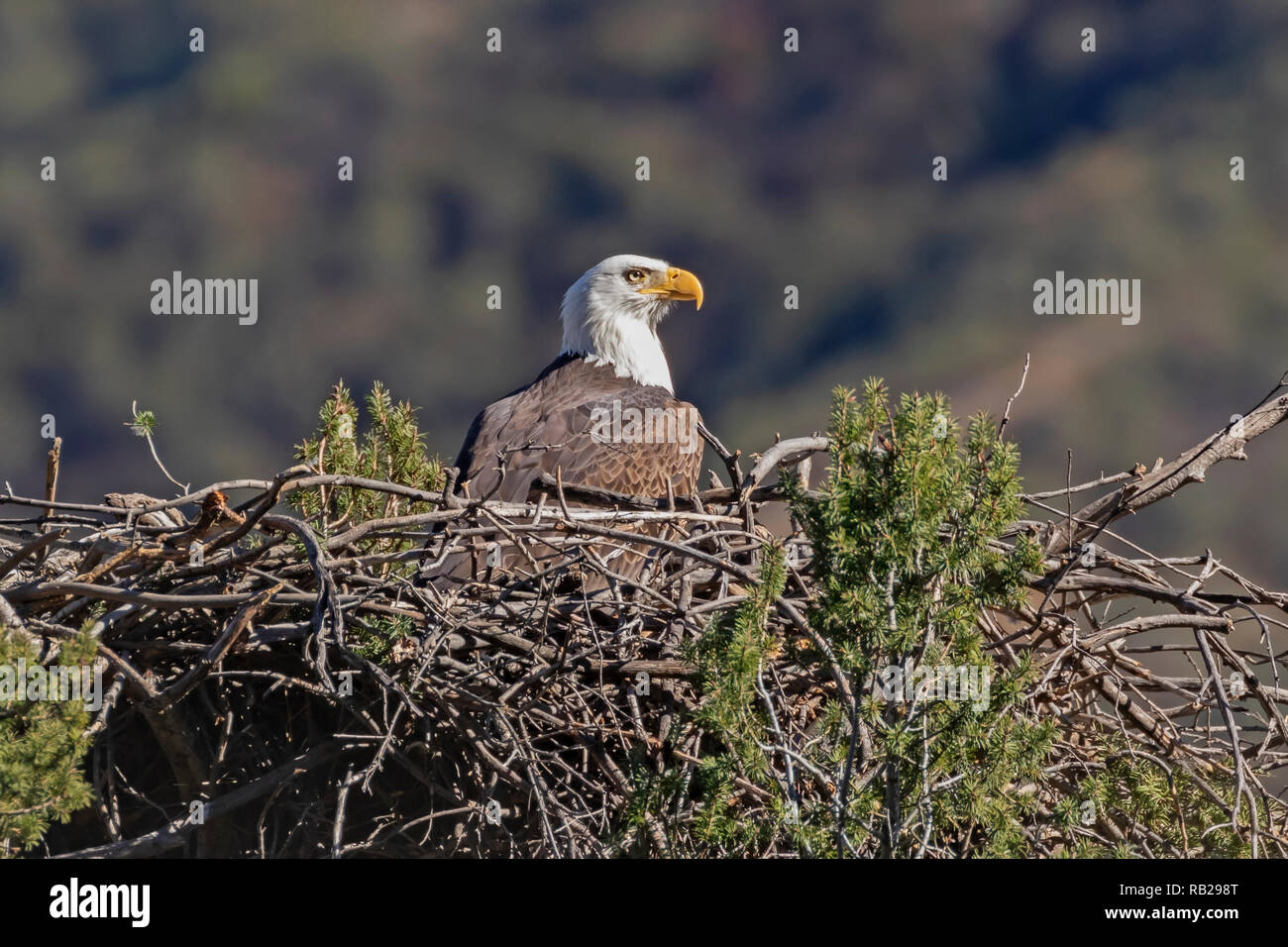 Eagle mating hi-res stock photography and images - Alamy