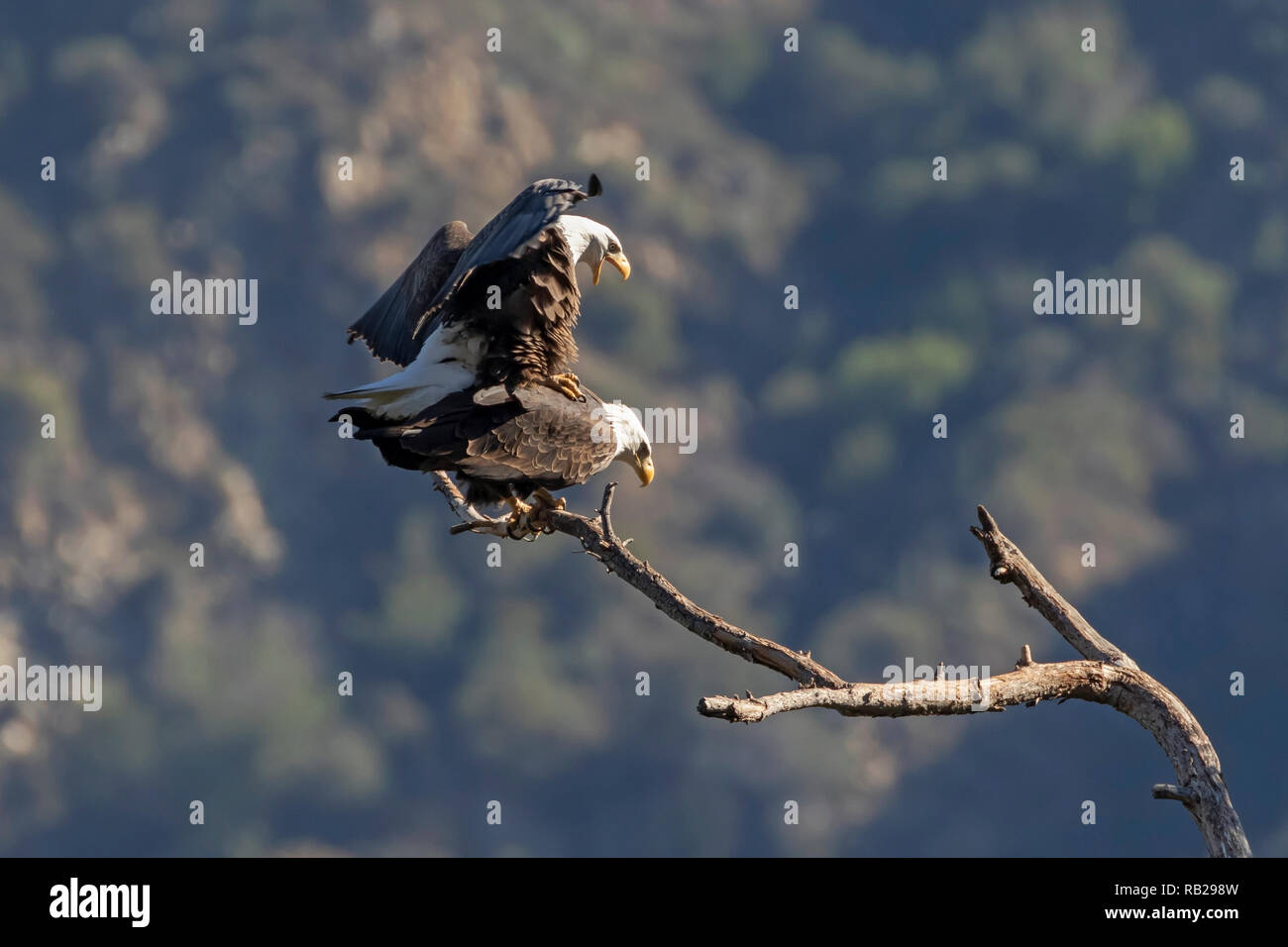 Bald eagle mating at Los Angeles mountains Stock Photo - Alamy