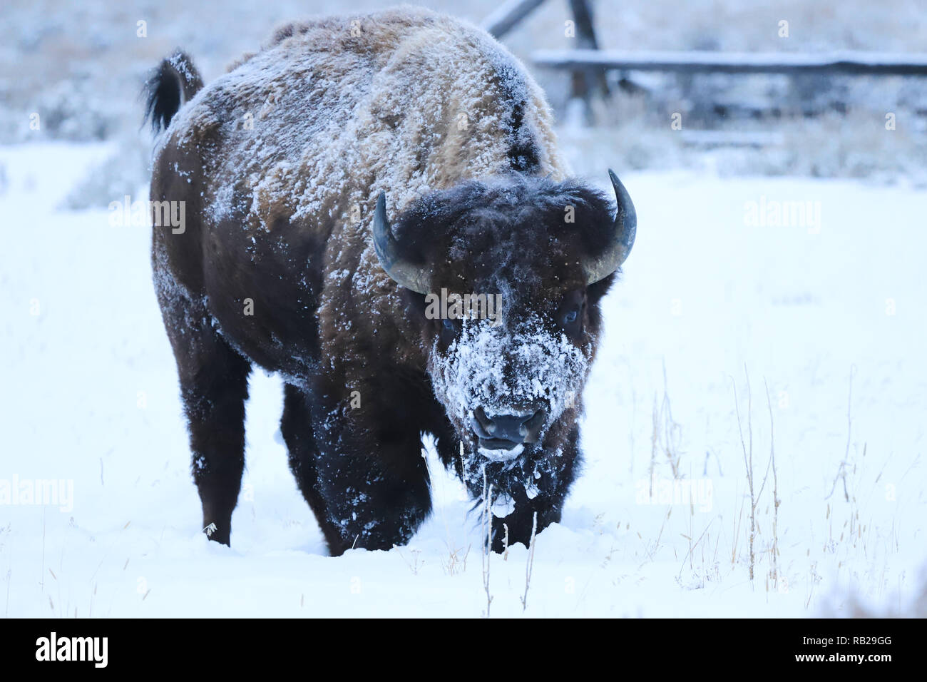 American buffalo in winter hi-res stock photography and images - Alamy