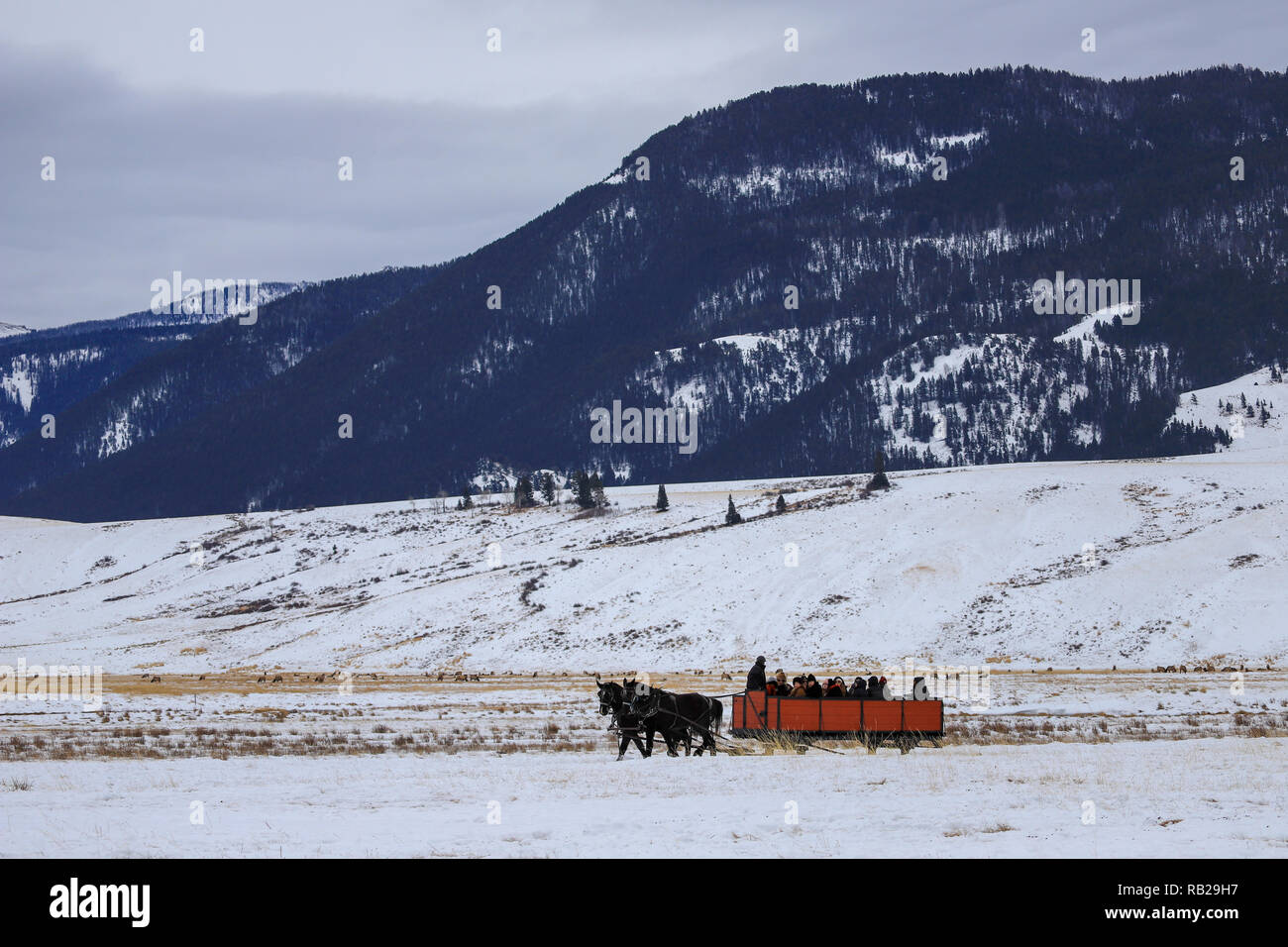 Horse drawn sleigh ride hi-res stock photography and images - Alamy