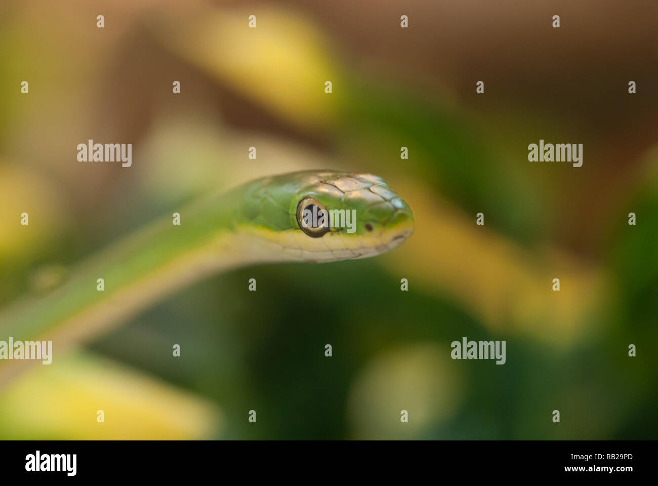 Green snake hi-res stock photography and images - Alamy