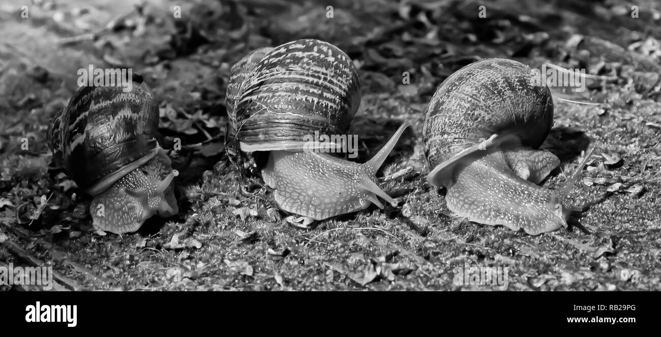 Order three Black and White Stock Photos & Images - Alamy