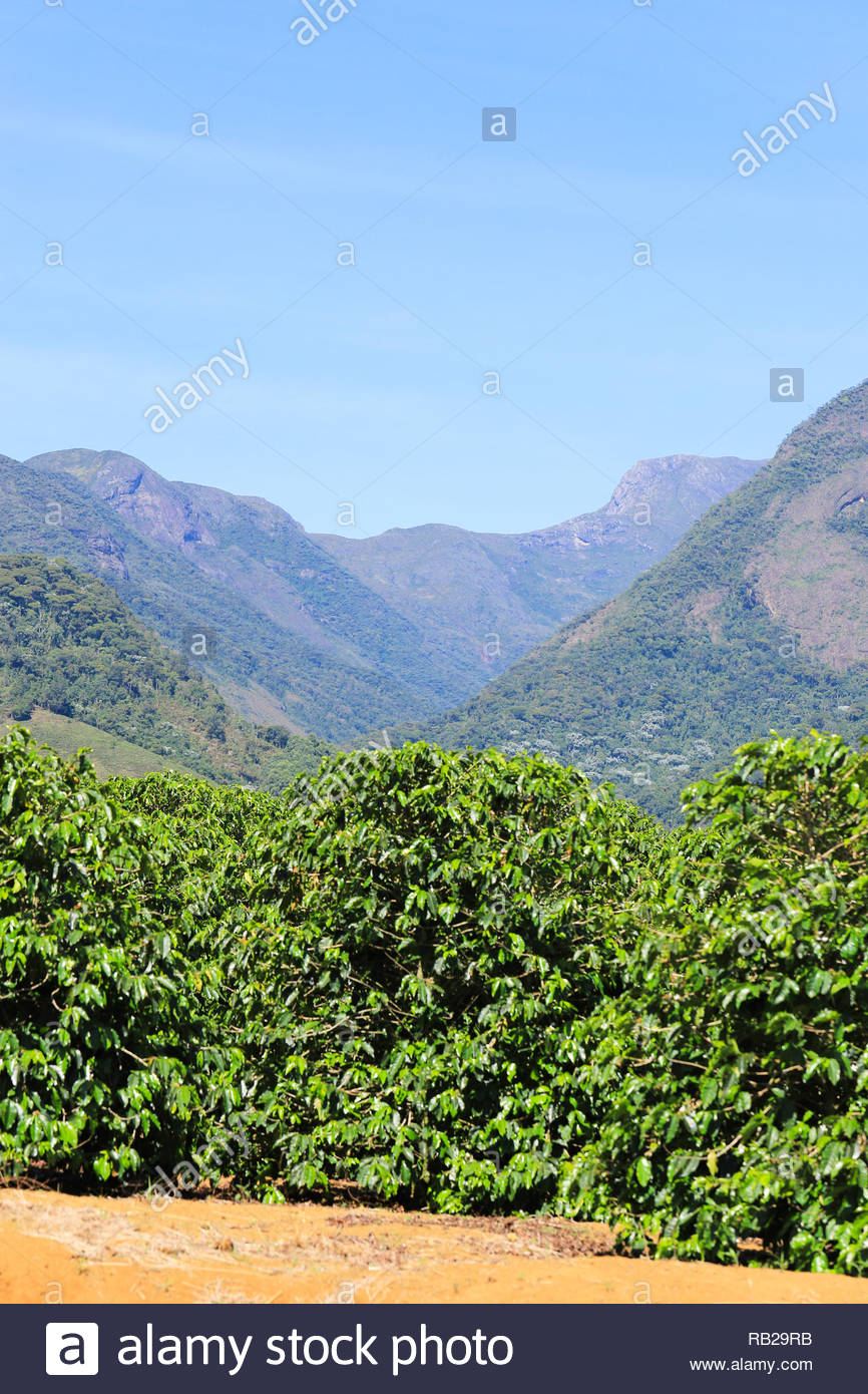 Coffee Plantation Brazil Stock Photos & Coffee Plantation Brazil Stock ...