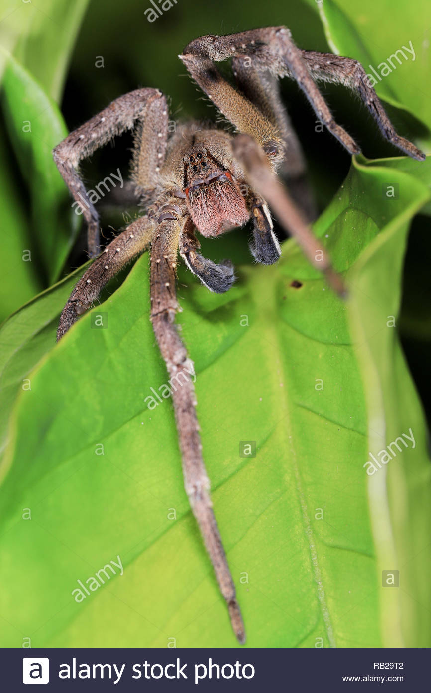 Brazilian Wandering Spider Stock Photos & Brazilian Wandering Spider ...