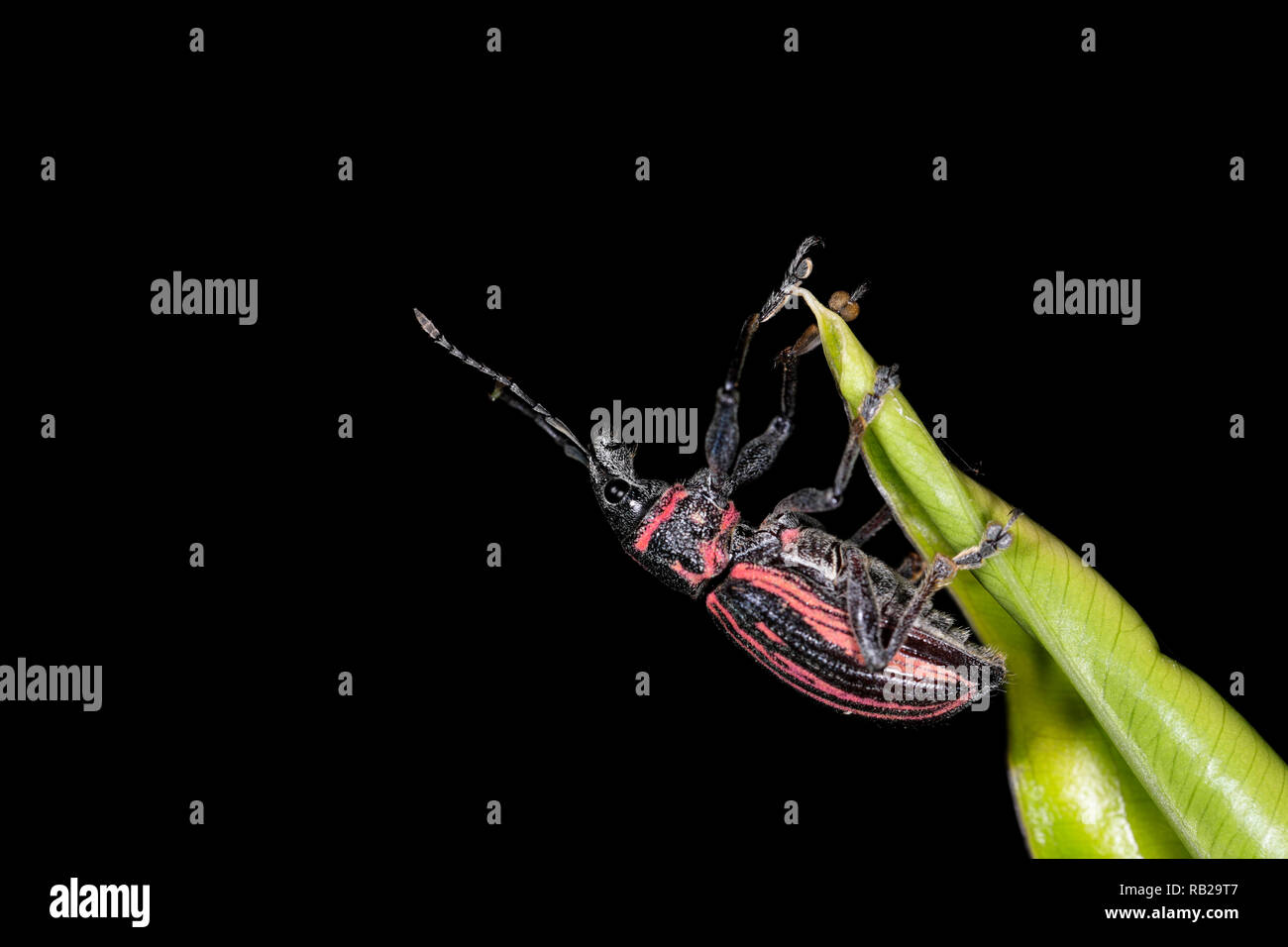The whitefringed beetle (Naupactus genus) on the Singônio (Syngonium ...