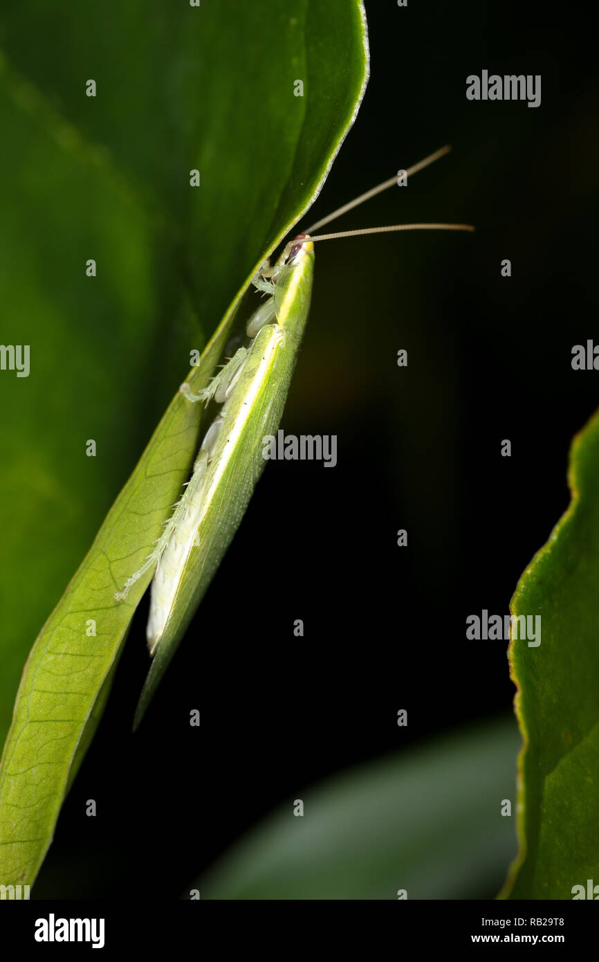 Brazilian insect hi-res stock photography and images - Alamy