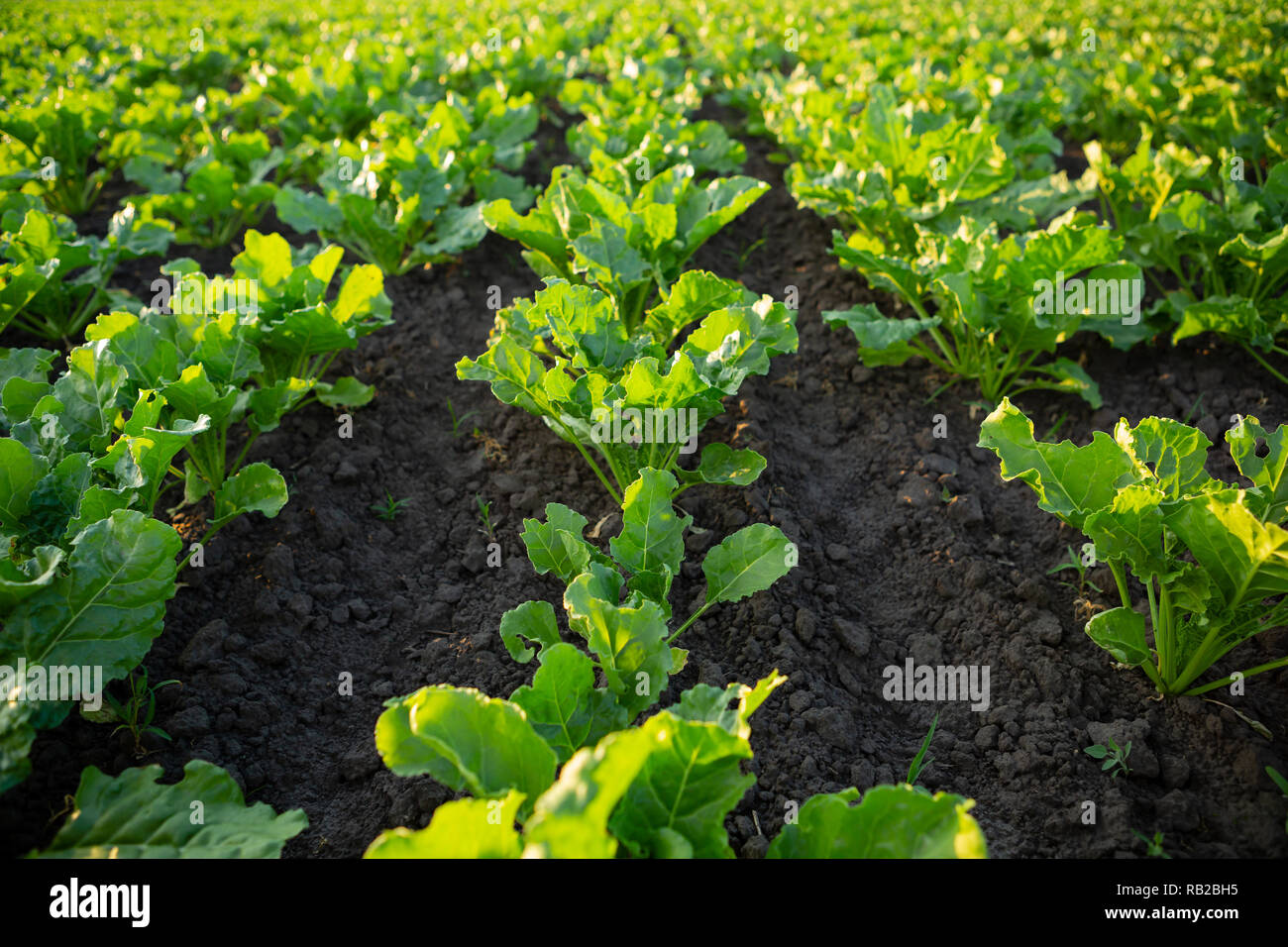 Landscape with beetroot field Stock Photo - Alamy