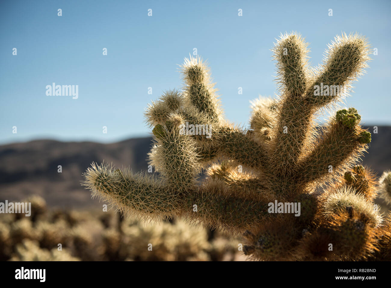Cholla Cactus in Joshua Tree national park Stock Photo - Alamy