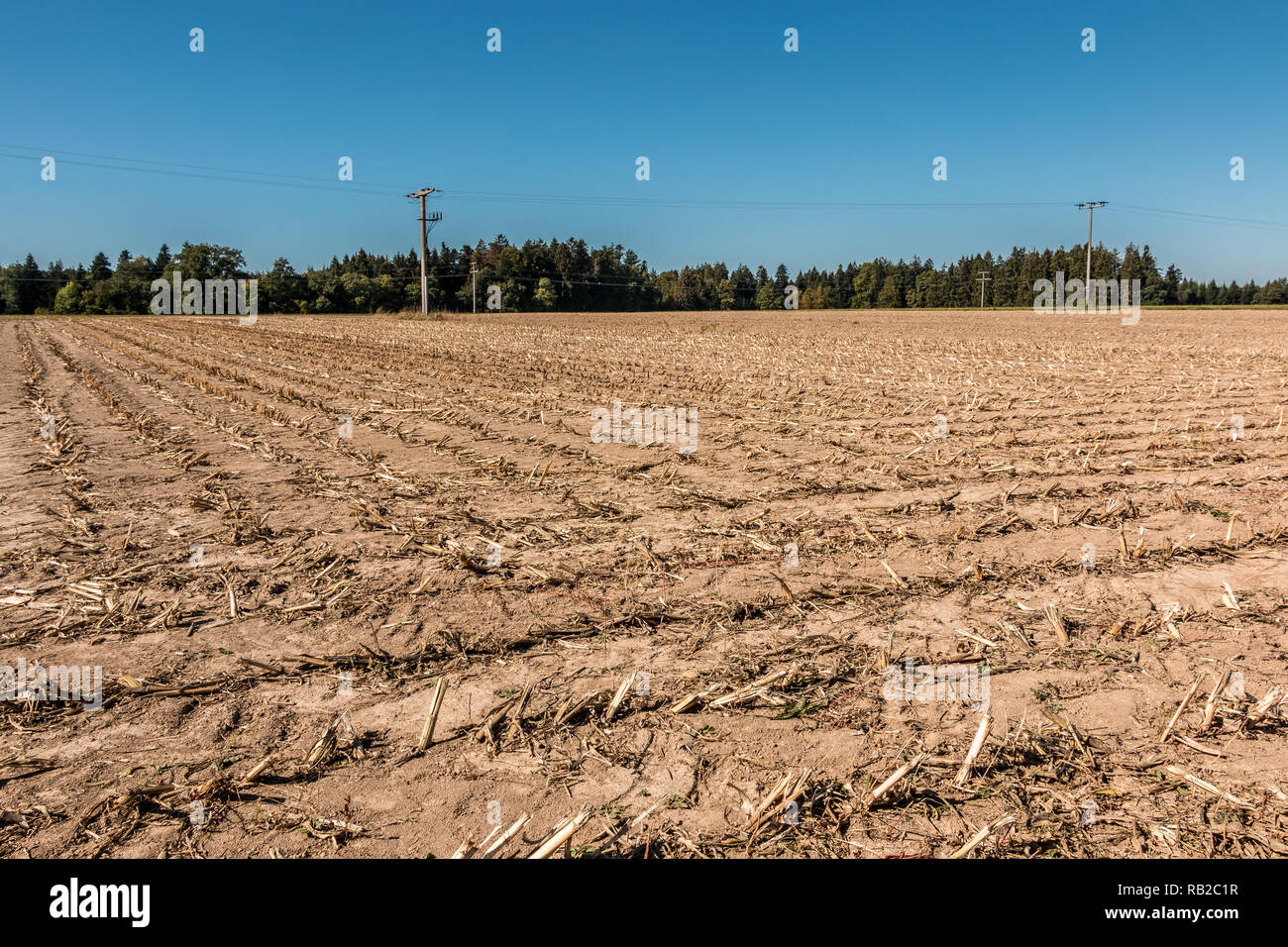 Big empty corn field with little forest Stock Photo - Alamy