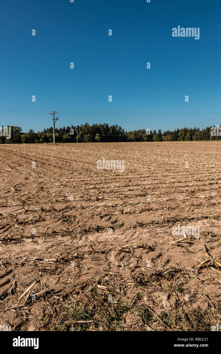 Big empty corn field with little forest Stock Photo - Alamy