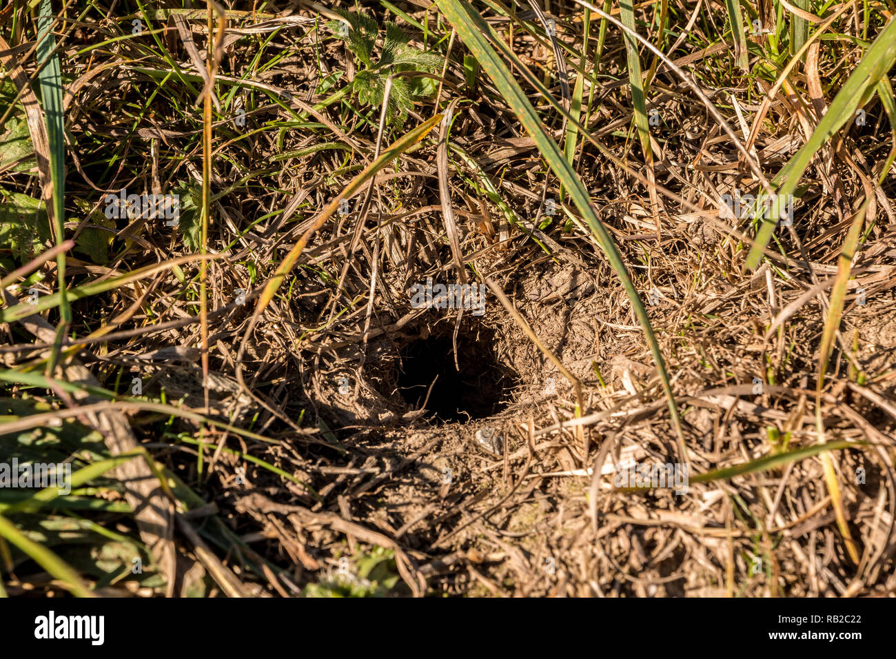 Field mouse on grass hi-res stock photography and images - Alamy