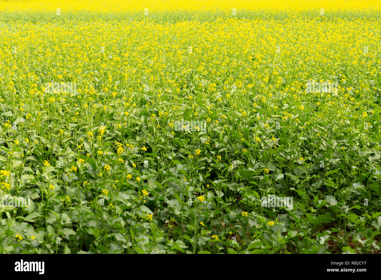 Background of mustard plants with beautiful yellow flowers field in ...
