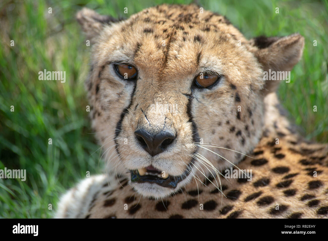 Cheetah ears hi-res stock photography and images - Alamy