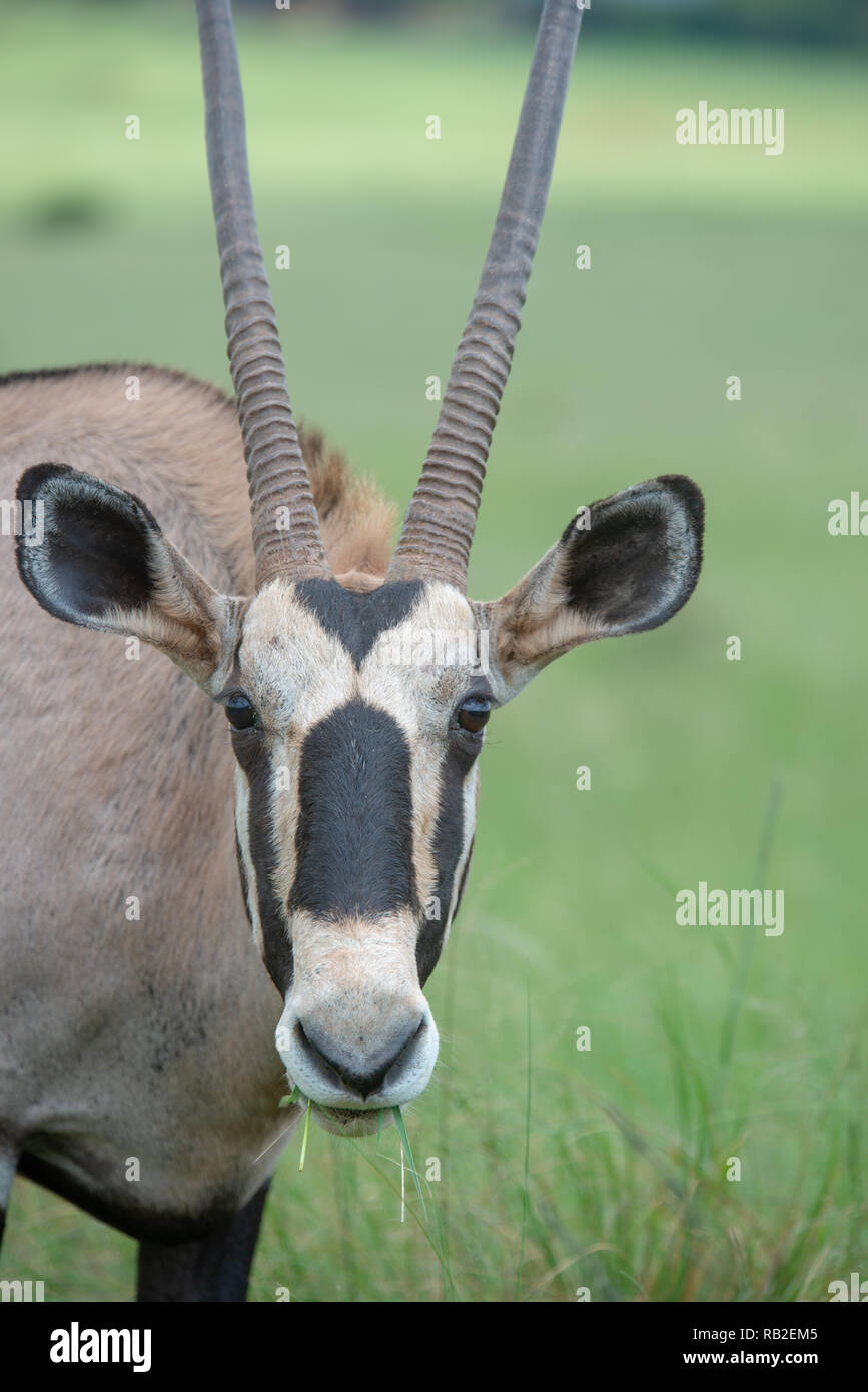 Oryx antelope portrait Stock Photo - Alamy