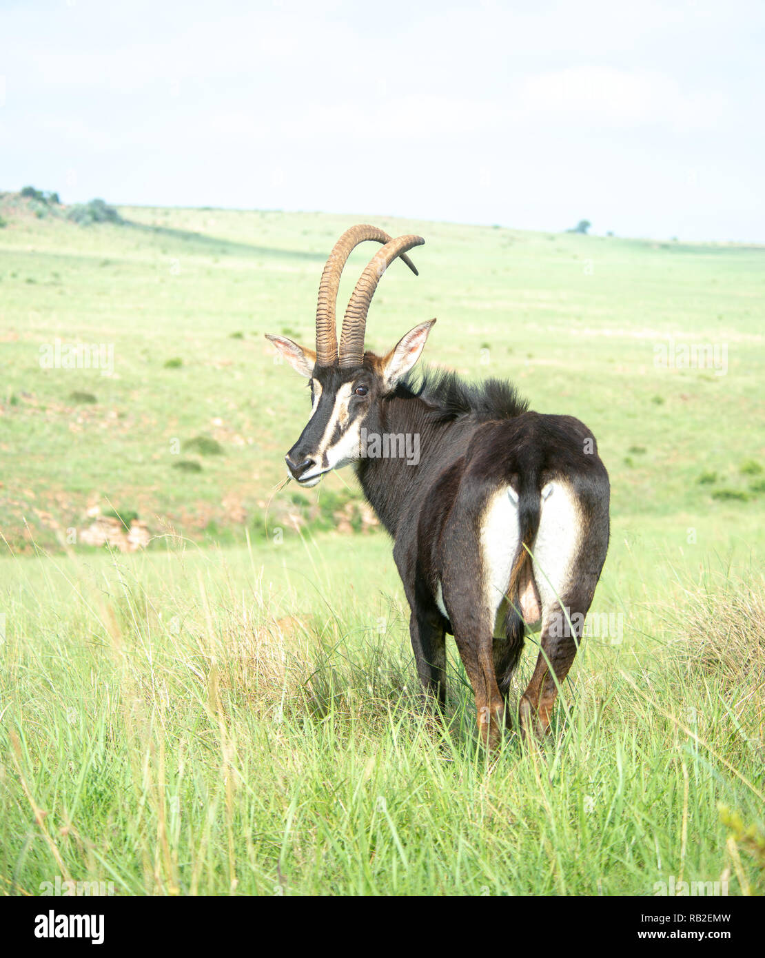 Black and white Sable antelope Stock Photo - Alamy