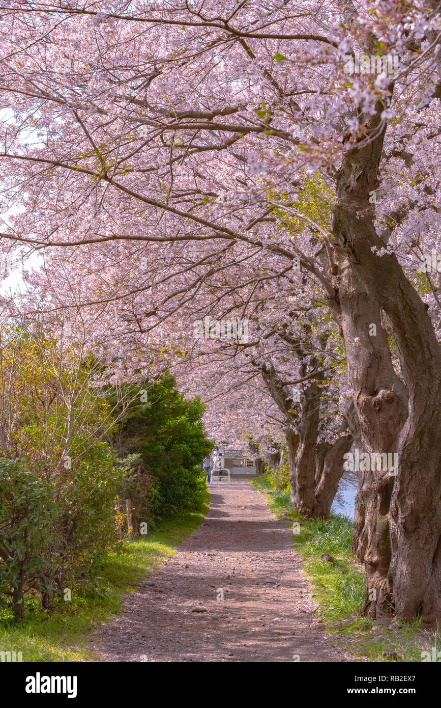 Sakura Cherry blossom petal on ground. Cherry blossom petals on the ...