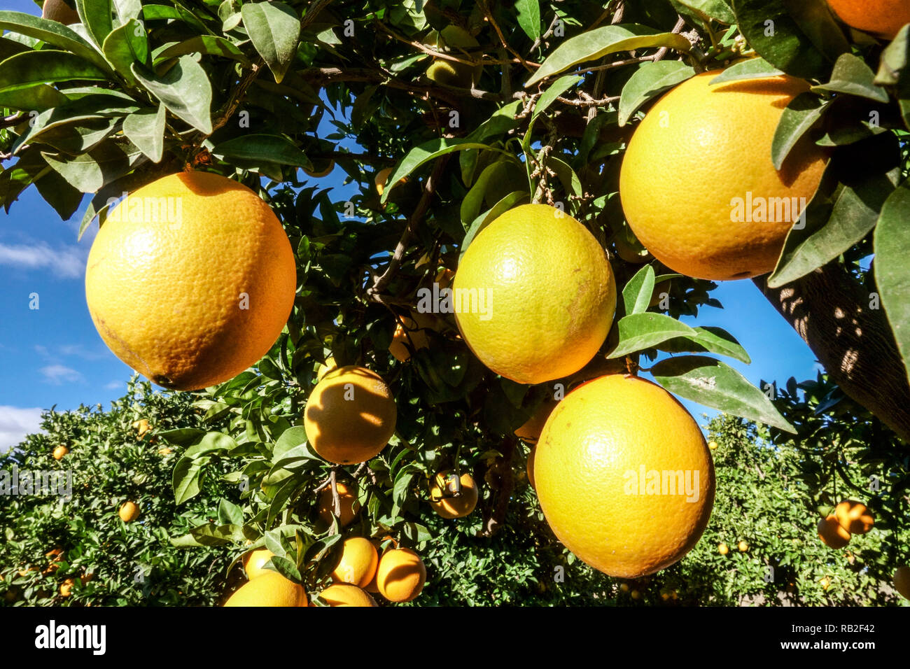 Valencia spain orange orchard hi-res stock photography and images - Alamy