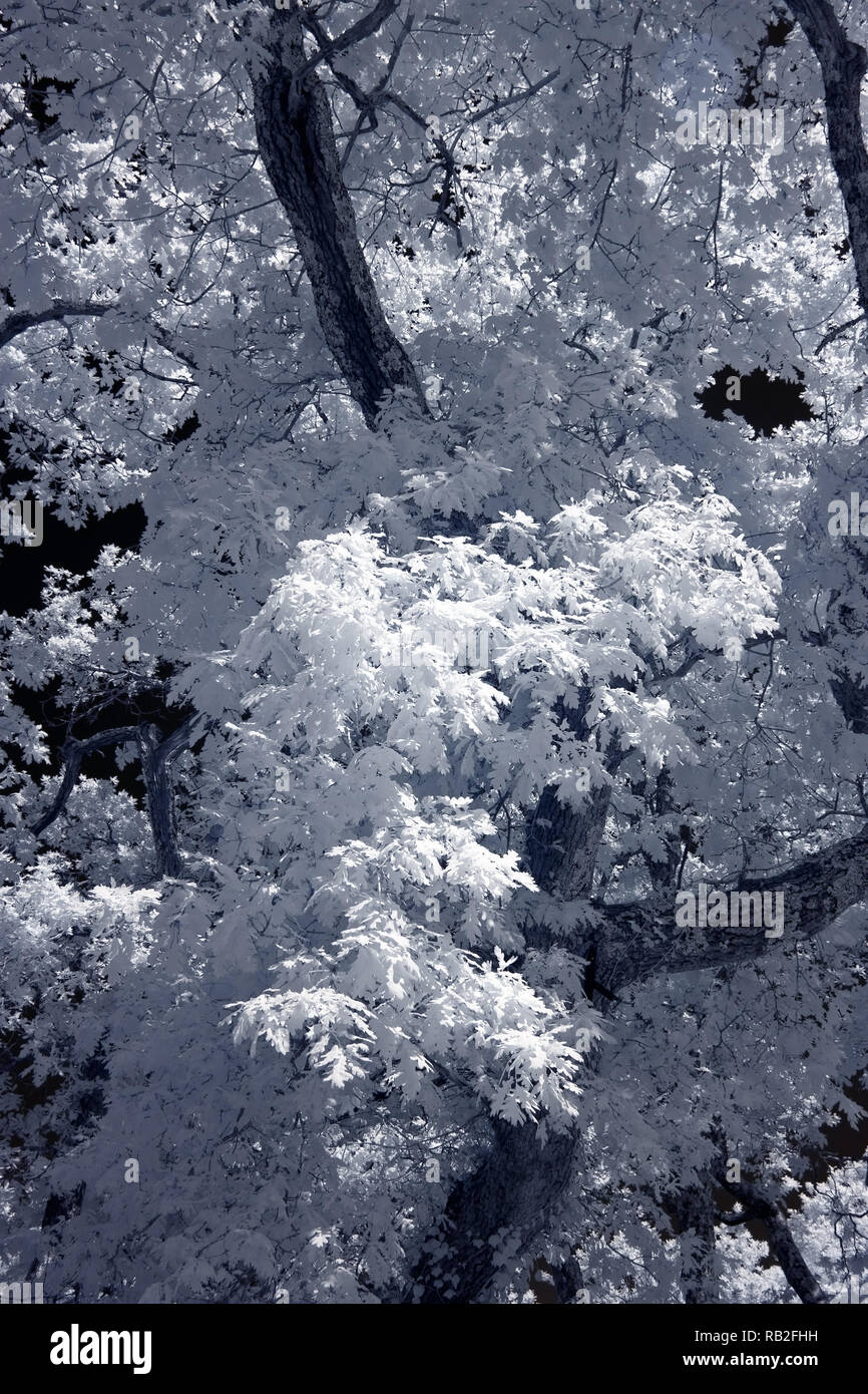 Tree with some bright new leaves in spring. Used infrared filter. Toned ...