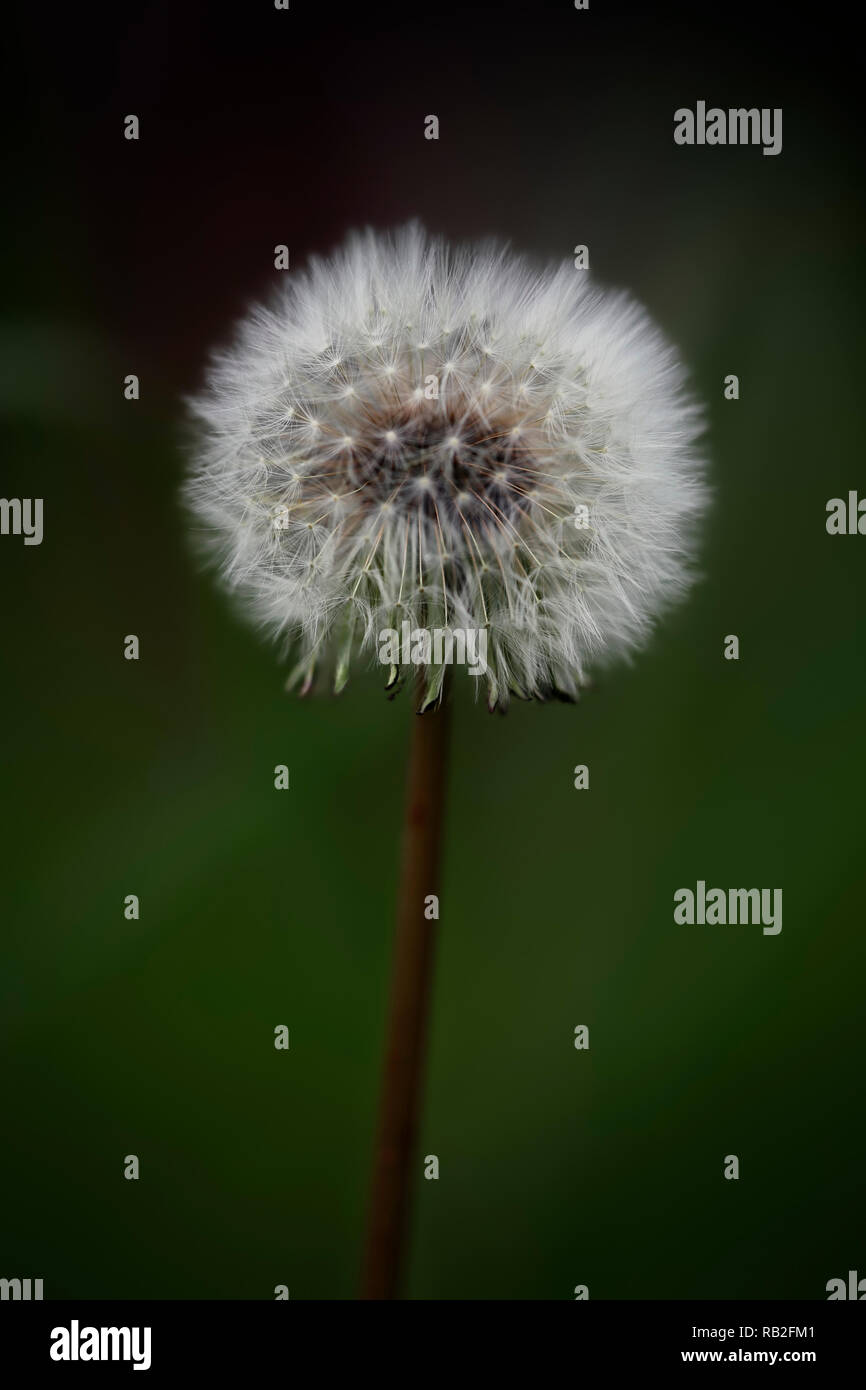 European freedom clock hi-res stock photography and images - Alamy