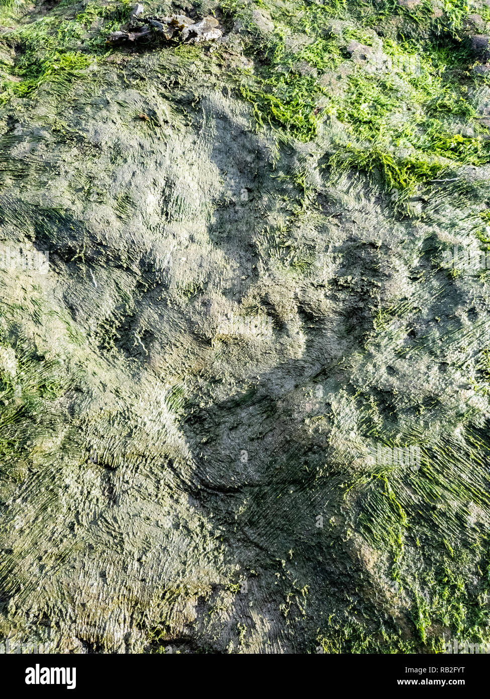 Dinosaur footprint on the Isle of Skye - Scotland Stock Photo - Alamy