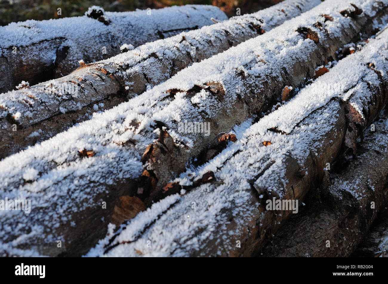 log of wood with frost covered tree trunks in forest on winter morning ...