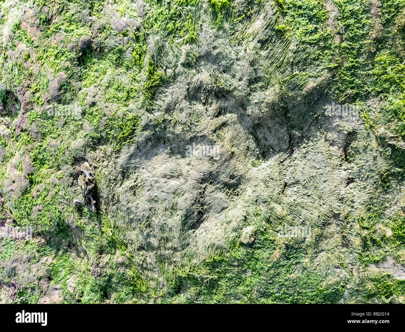Dinosaur footprint on the Isle of Skye - Scotland Stock Photo - Alamy