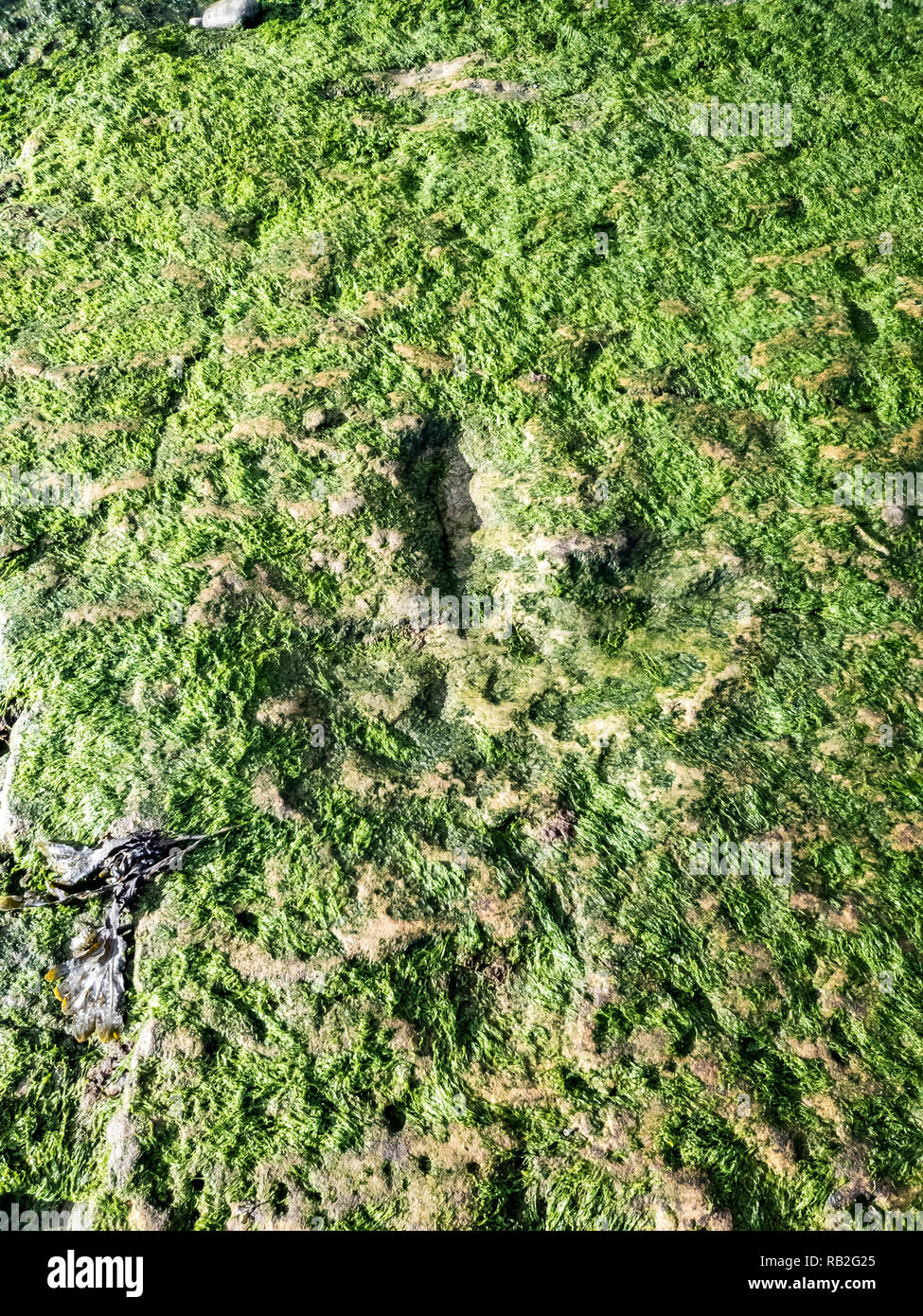 Dinosaur footprint on the Isle of Skye - Scotland Stock Photo - Alamy