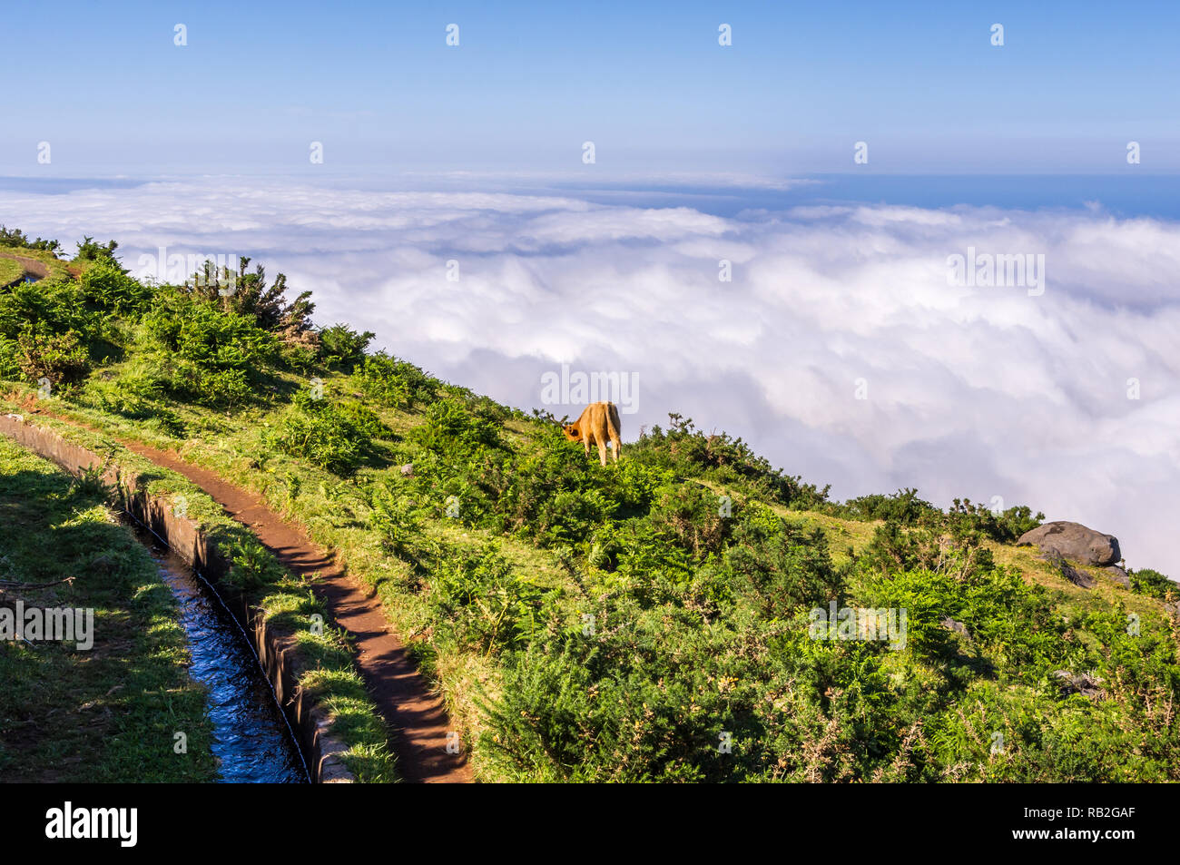 Levada madeira hi-res stock photography and images - Alamy