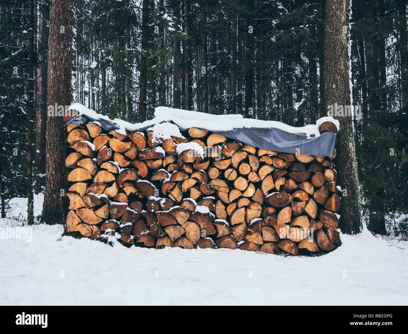Image of pile of fire wood with snow in the forest in the winter Stock ...