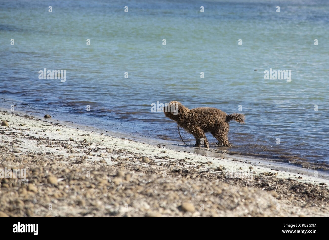 Cute dog playing on sandy beach on a sunny winter day in Mallorca ...