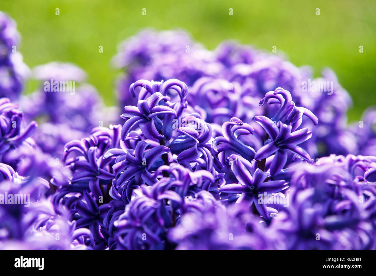 Close up spring hyacinth hi-res stock photography and images - Alamy