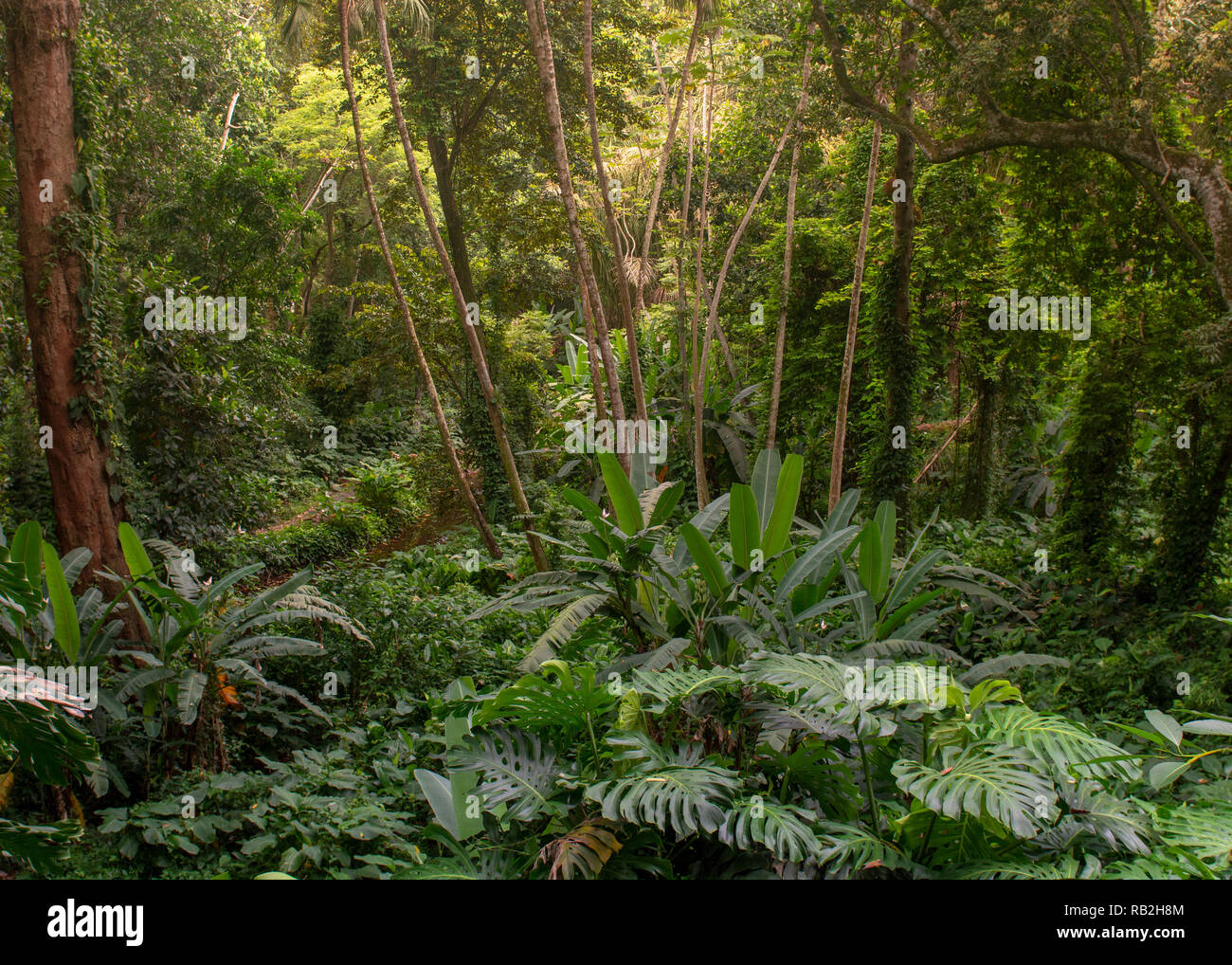 Atlantic rainforest biome hi-res stock photography and images - Alamy