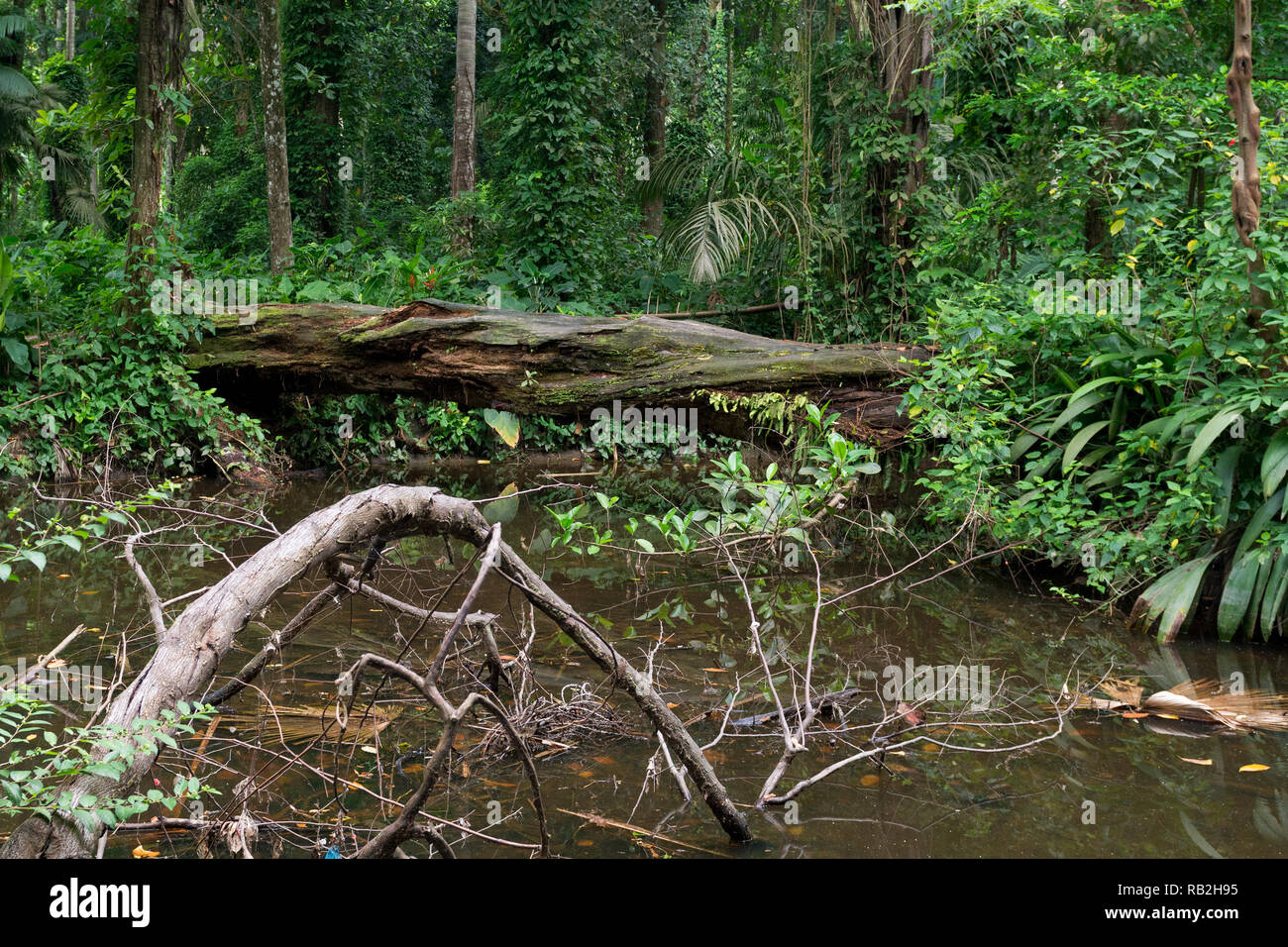 Atlantic rainforest biome hi-res stock photography and images - Alamy