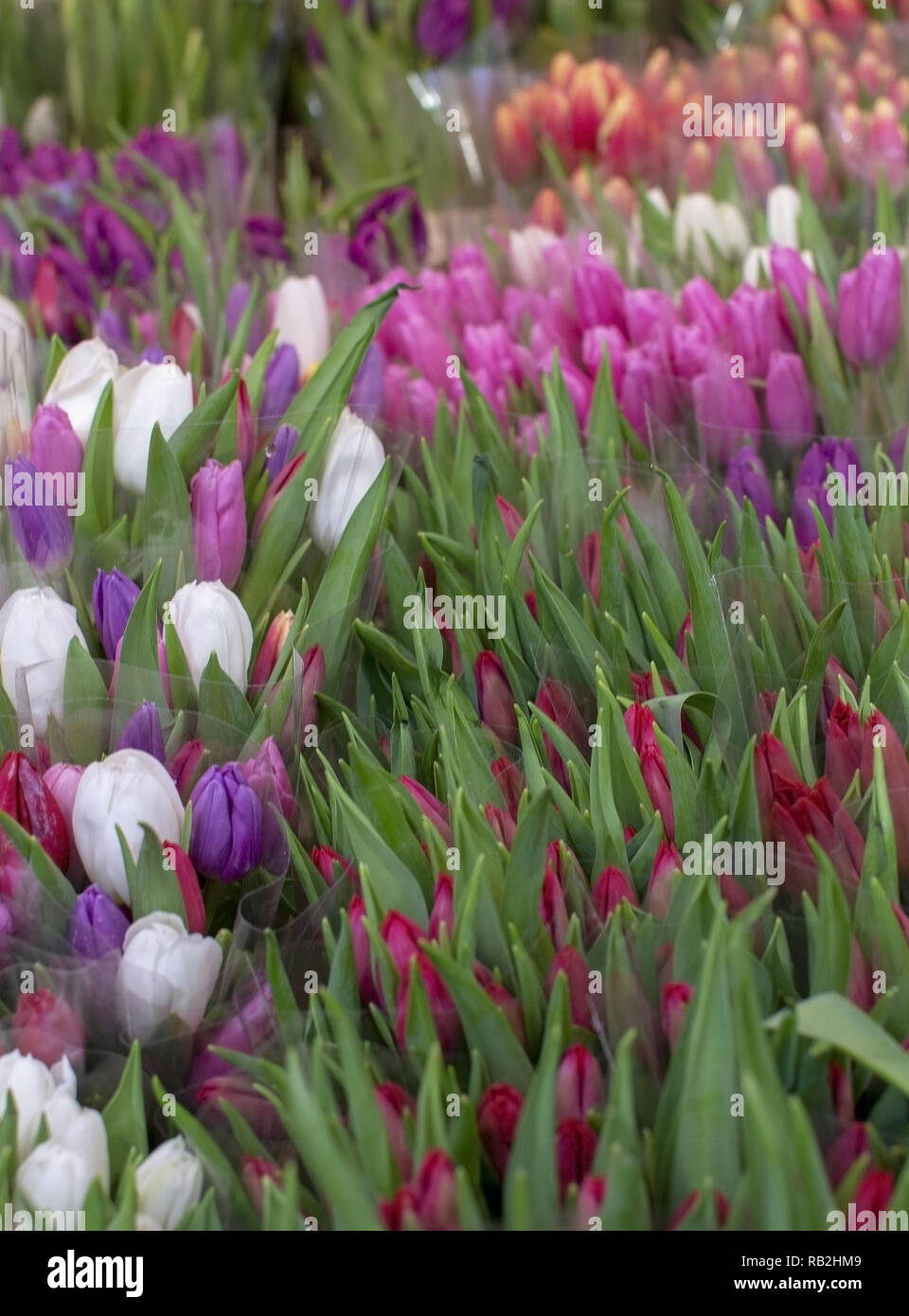 Beautiful colorful fresh tulips in red, violet, purple, red, orange and ...