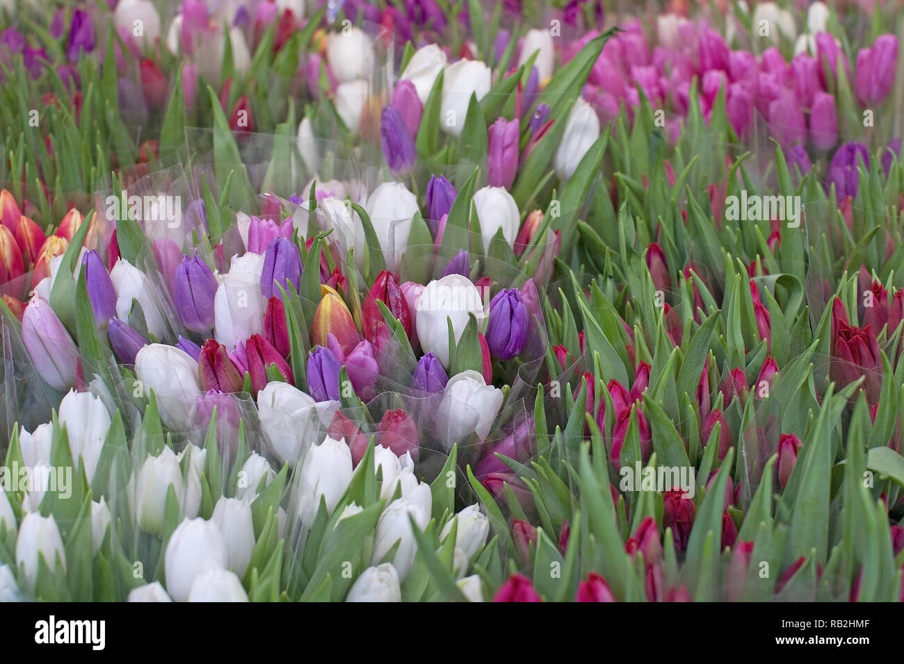 Beautiful colorful fresh tulips in red, violet, purple, red, orange and ...