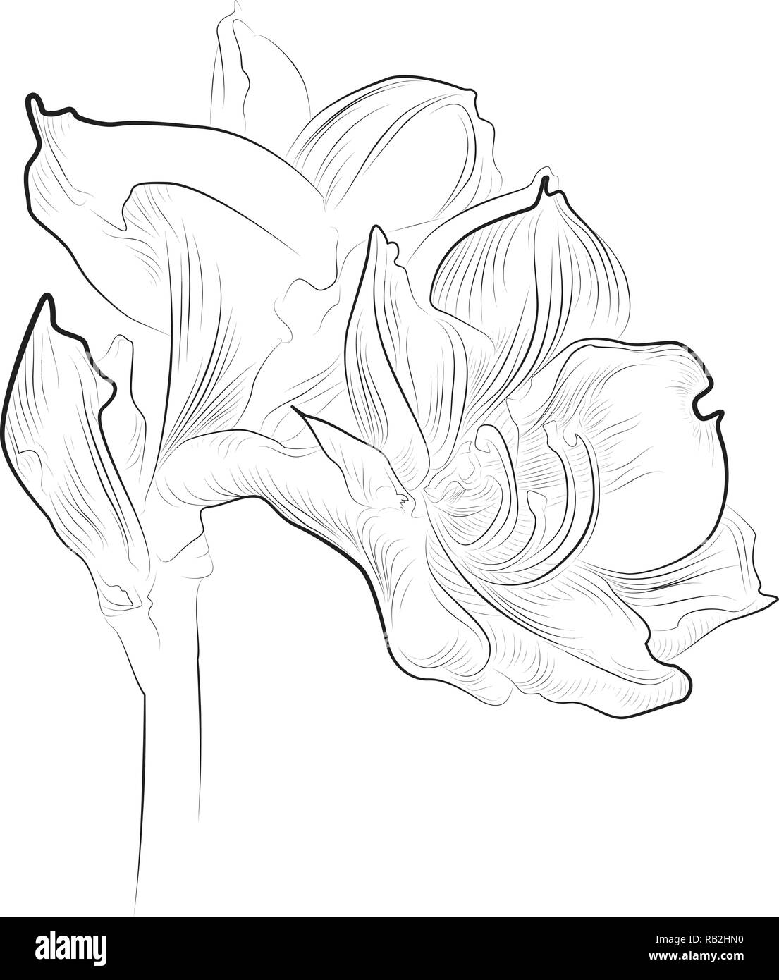 Amaryllis drawing hi-res stock photography and images - Alamy
