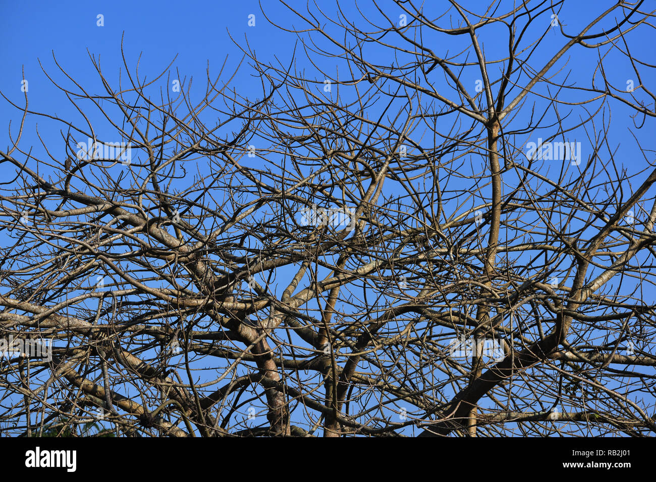 Amazing view of tree without leaves with beautiful blue sky in daylight ...