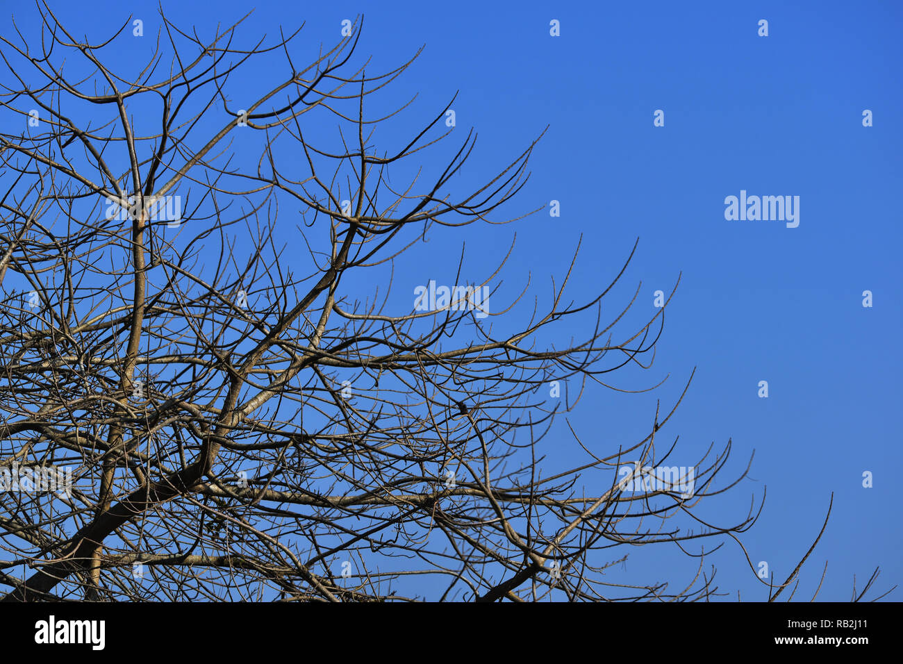 Amazing view of tree without leaves with beautiful blue sky in daylight ...