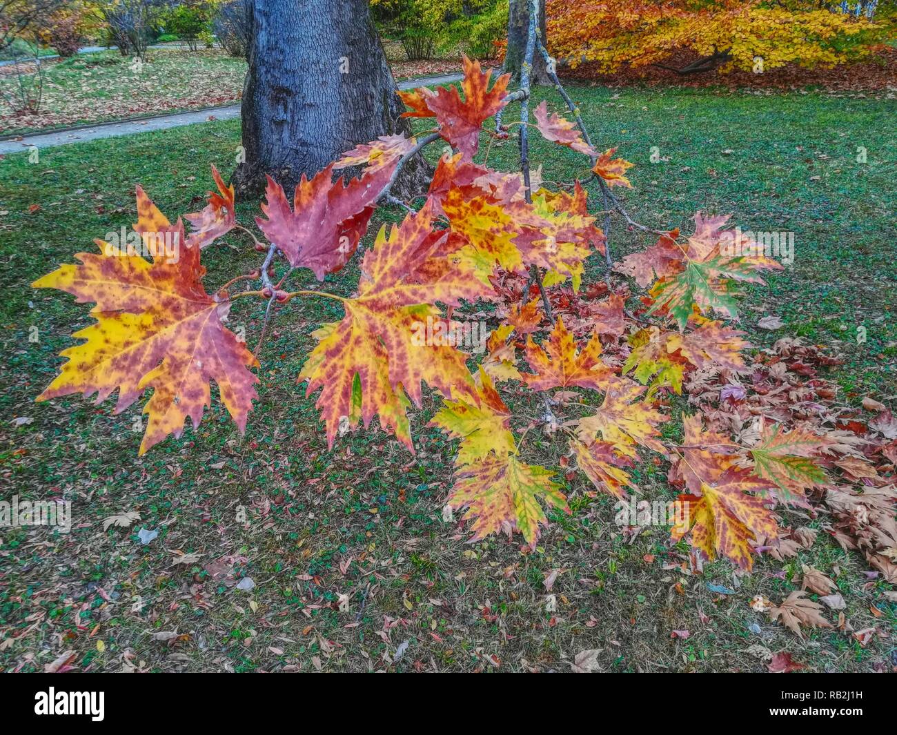 Colorful branch hi-res stock photography and images - Alamy