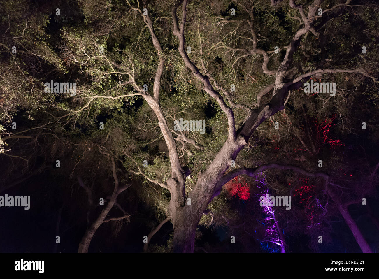 Enchanted forest - a beautifully lit majestic tree at night Stock Photo ...